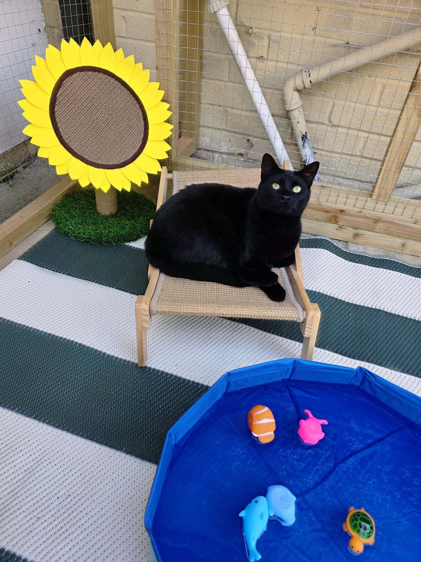Summer Safety for Indoor Cats During Heatwaves – Happy Tails